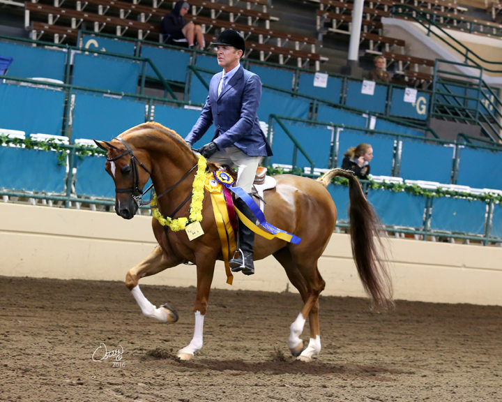 Sale Horses — Culbreth Equine Training & Management